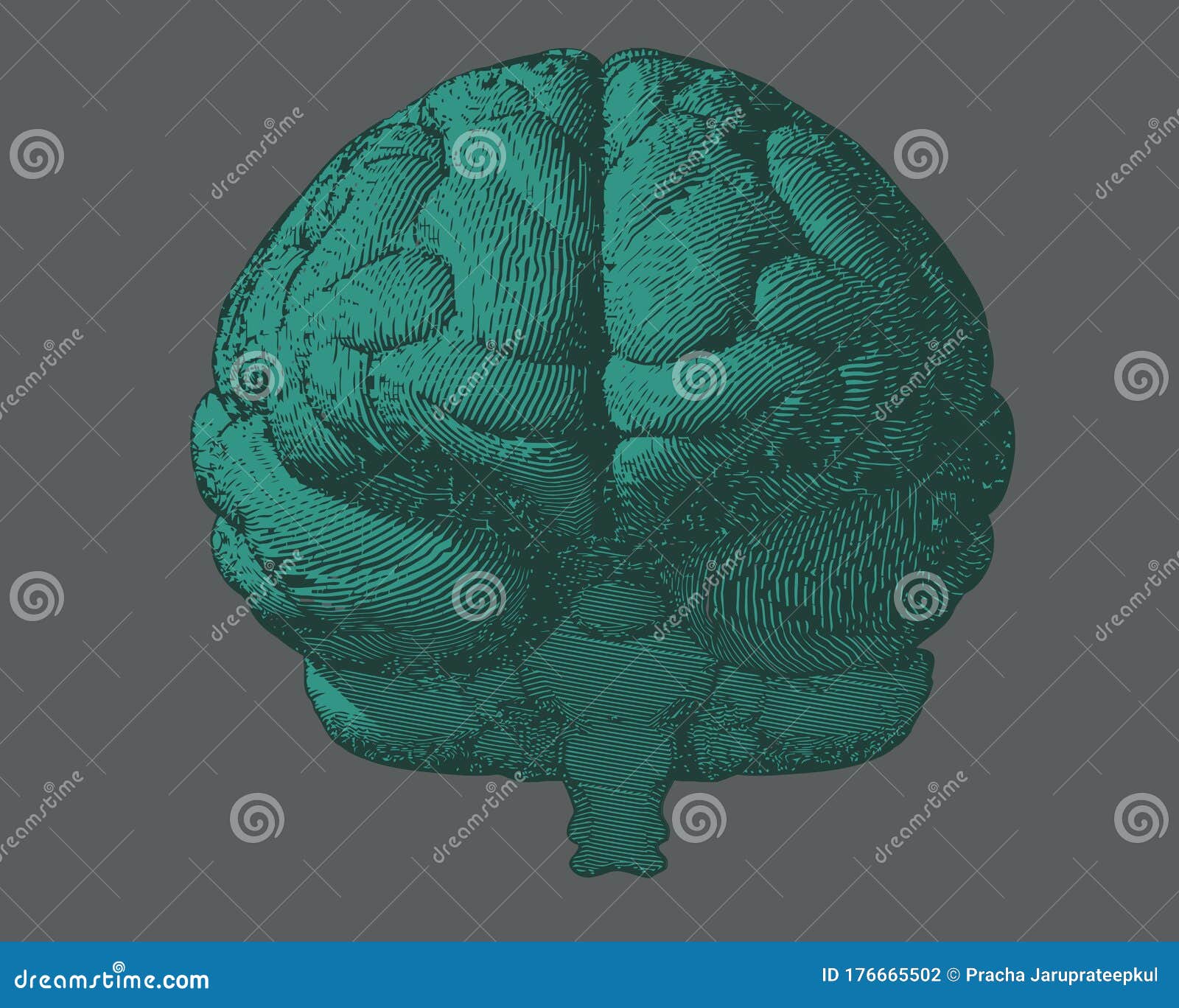 Green Engraving Brain in Front View on Gray BG Stock Vector ...