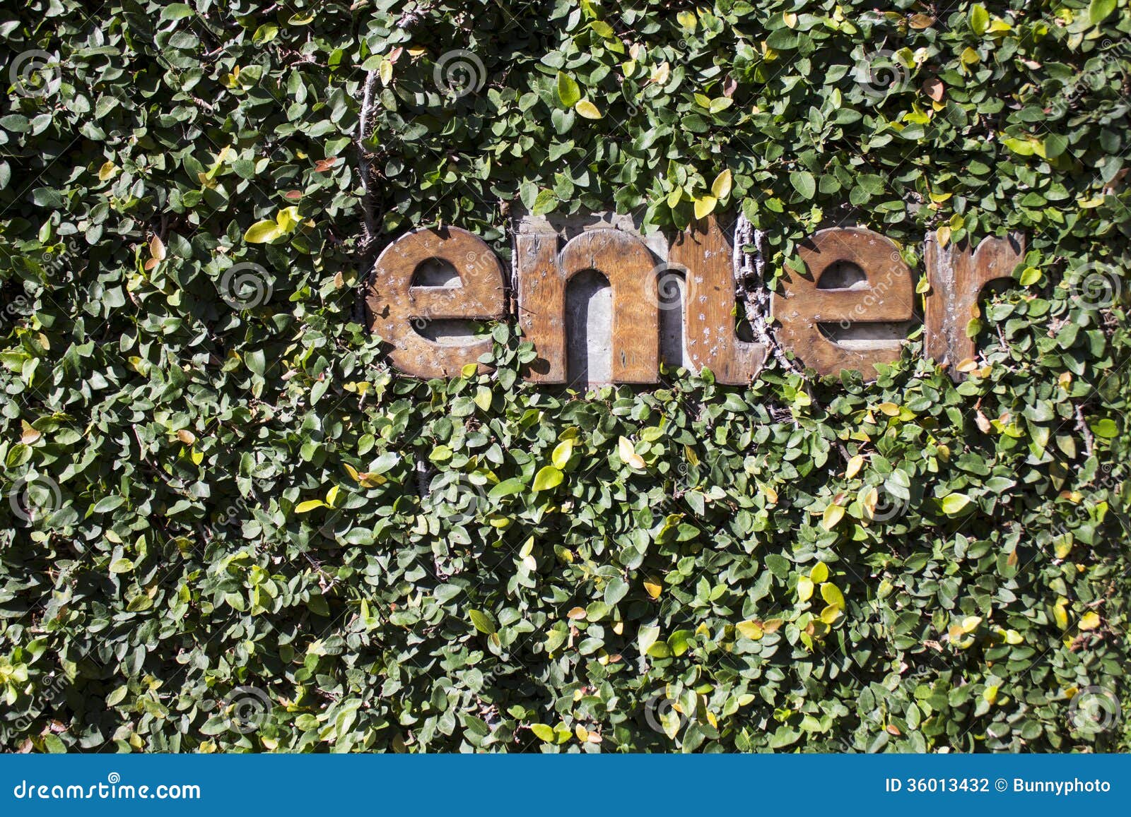 Green Enter sign stock photo. Image of nature, vine, plant - 36013432