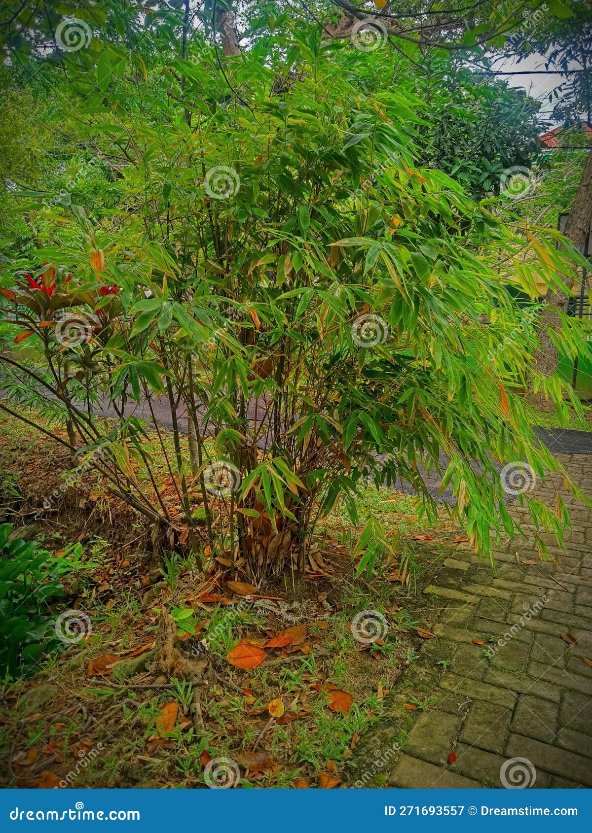 Green Environment Plant Healthy Bamboo Stock Image - Image of healthy ...