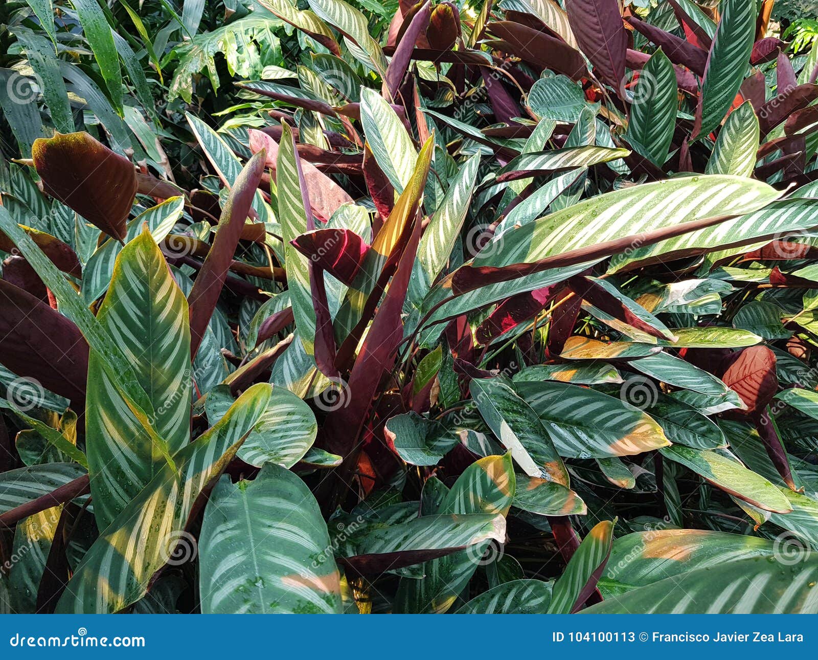 Set of Tropical Plants with Light Reflection Stock Image - Image of ...