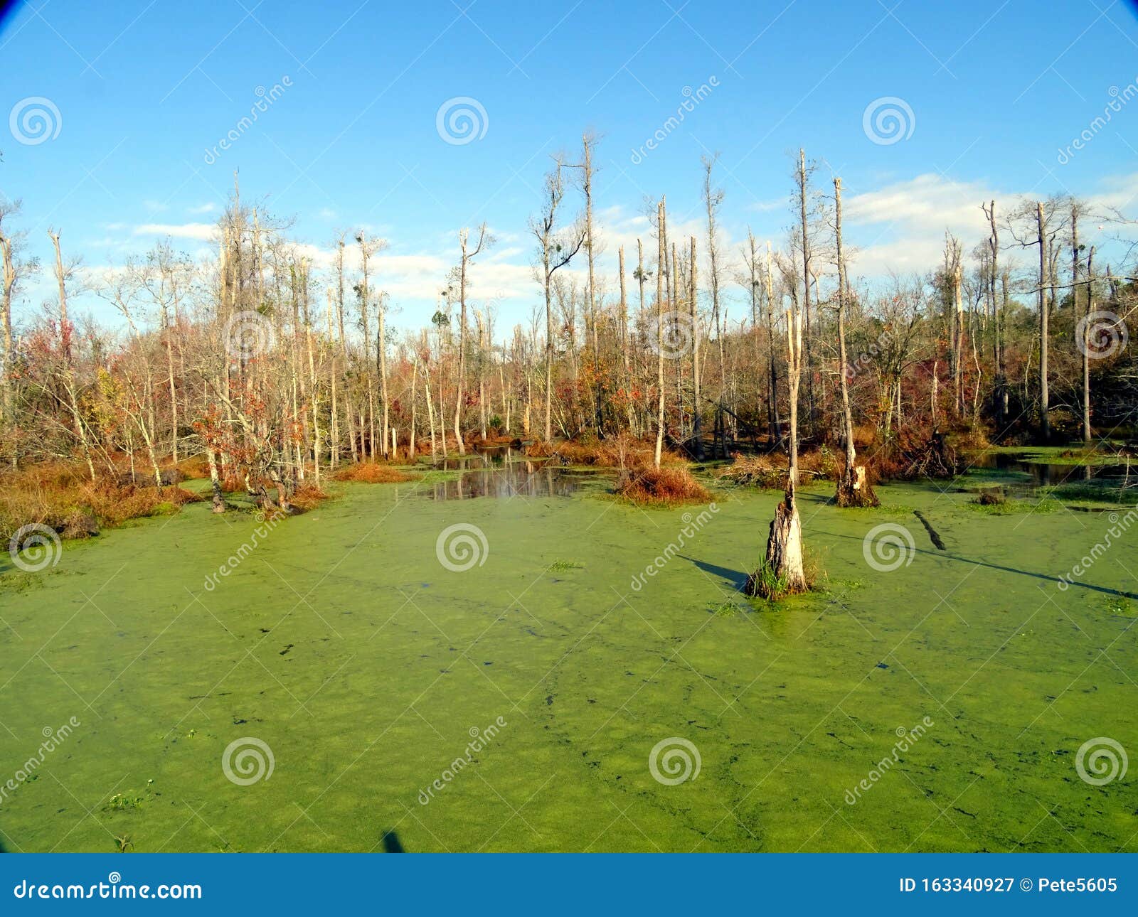 Green erie looking swamp stock image. Image of knees - 163340927