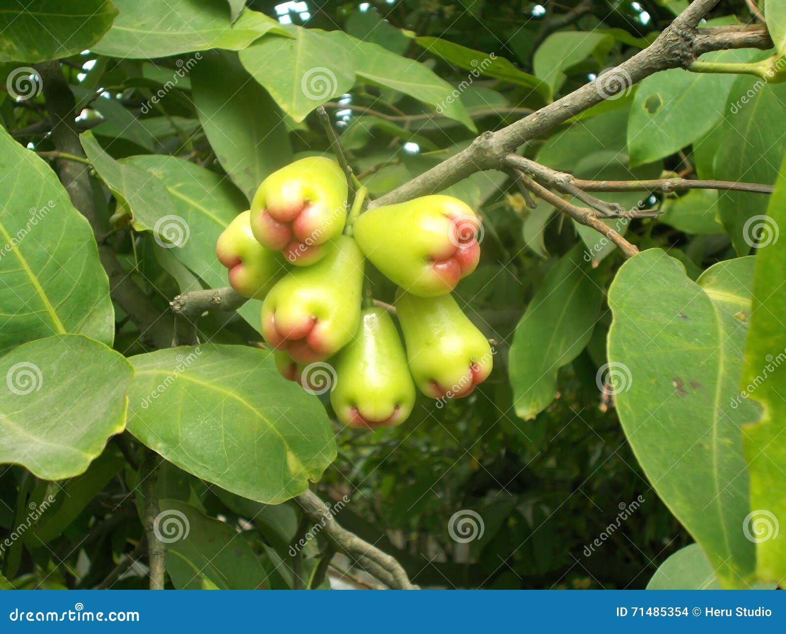 Green Eugenia or Rove Apples Fruit Hanging on the Tree Stock Photo ...