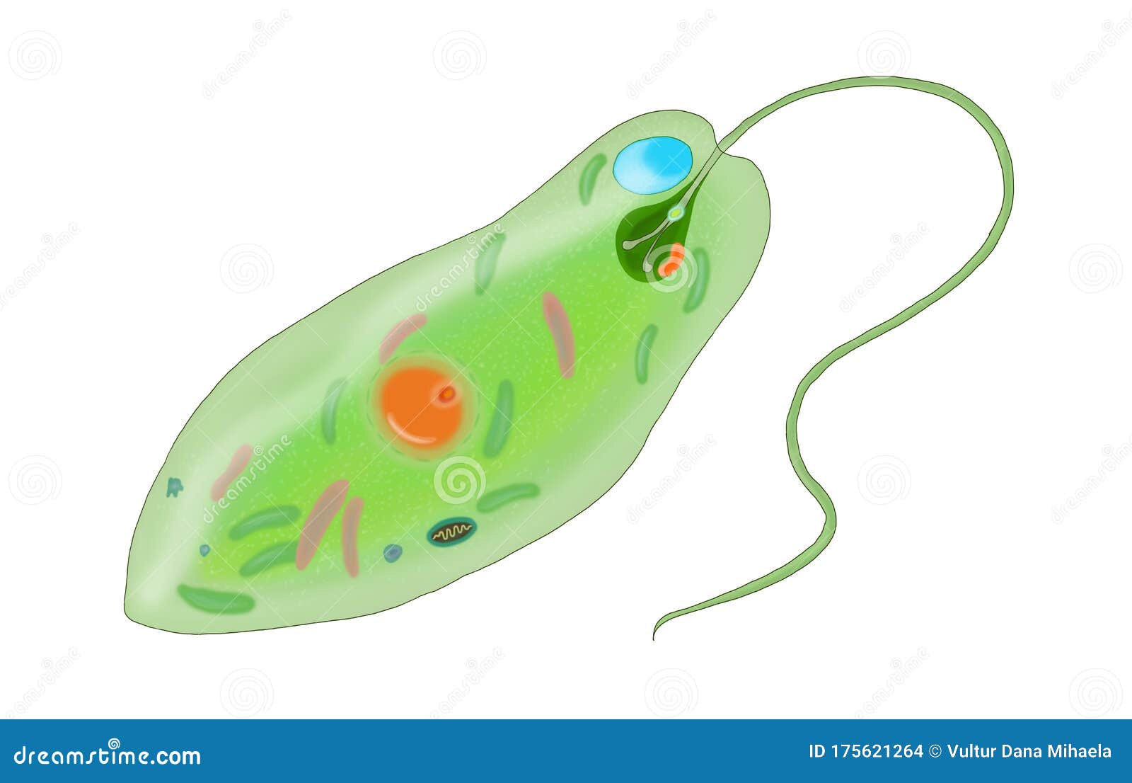 Green euglena stock illustration. Illustration of algae - 175621264