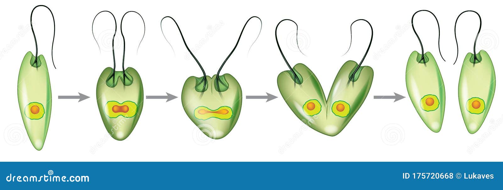 Green Euglena reproductive stock vector. Illustration of euglena ...