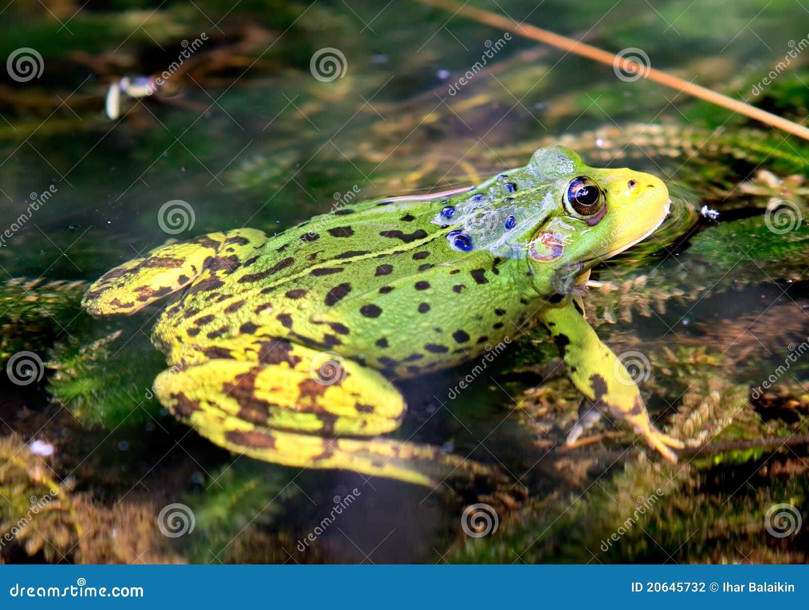 Green European frog stock photo. Image of beautiful, skin - 20645732