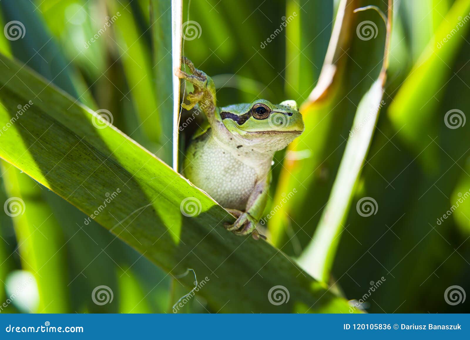 Green european tree frog stock photo. Image of environment - 120105836
