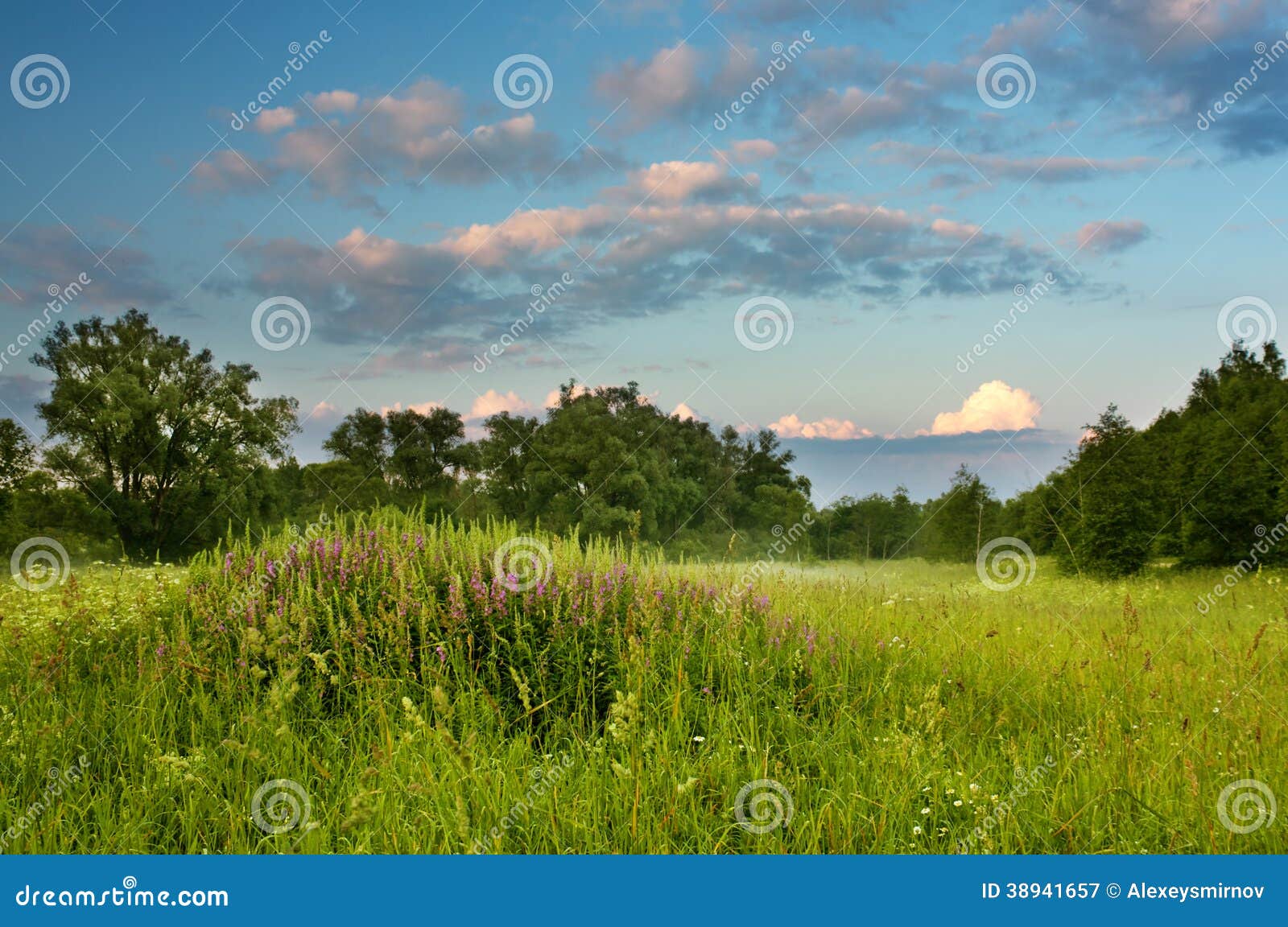 Green Evening Meadow with Flowers Stock Image - Image of horizon, daisy ...