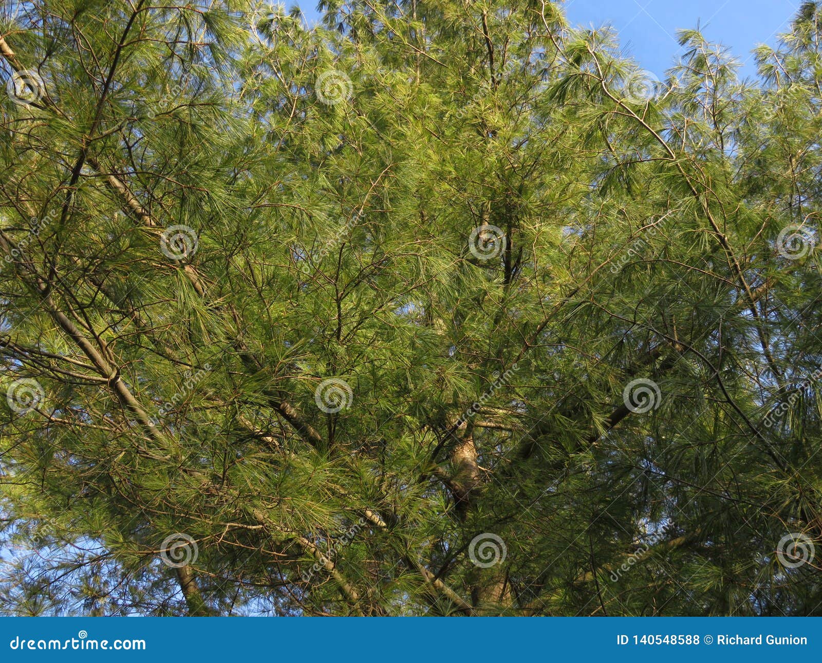 Green Evergreen Tree at Sunset. Stock Photo - Image of nature, sunset ...