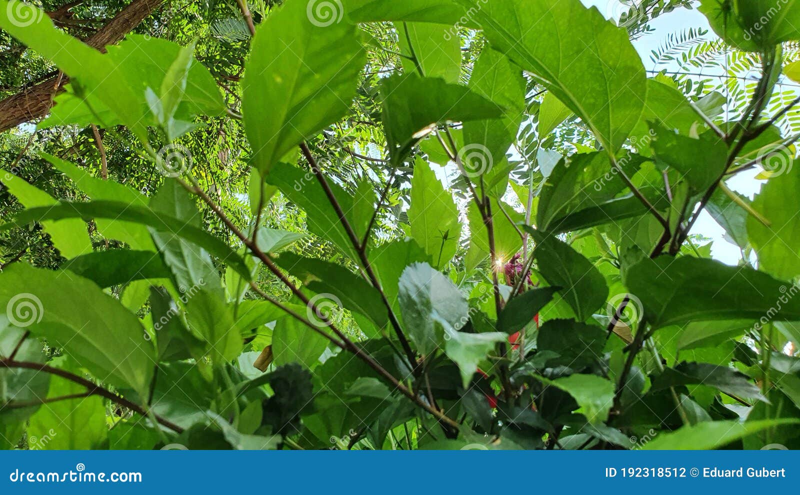 Green Everywhere Small Trees Stock Photo - Image of woodland, sunlight ...