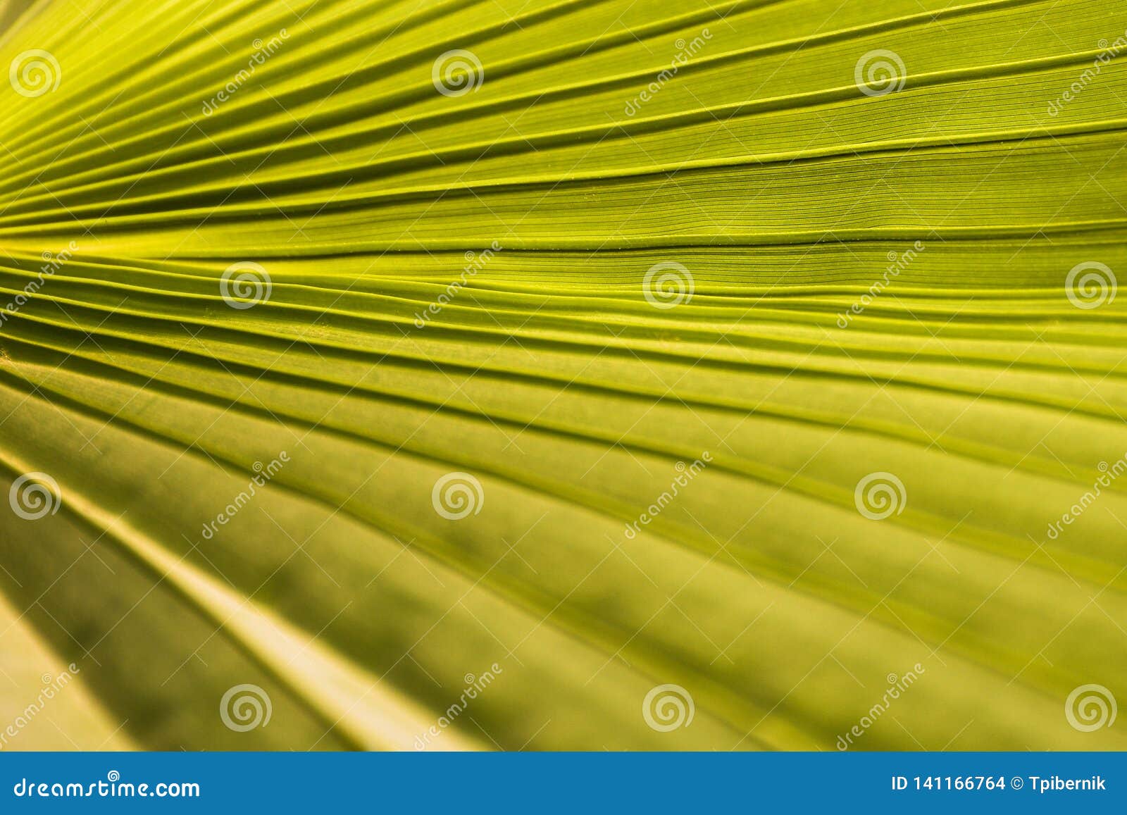 Green Exotic Palm Tree Leave Stripe Surface Pattern and Texture Stock ...