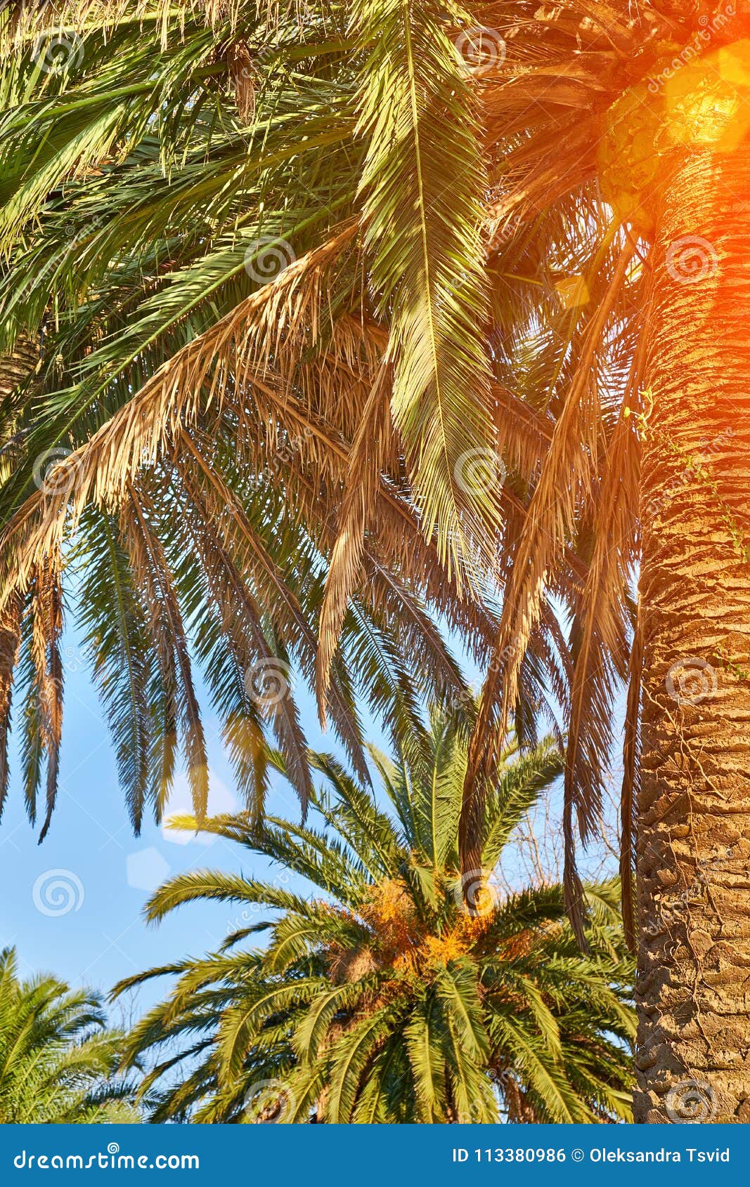 Exotic Palm Trees in Sunlight Stock Photo - Image of exotic, background ...