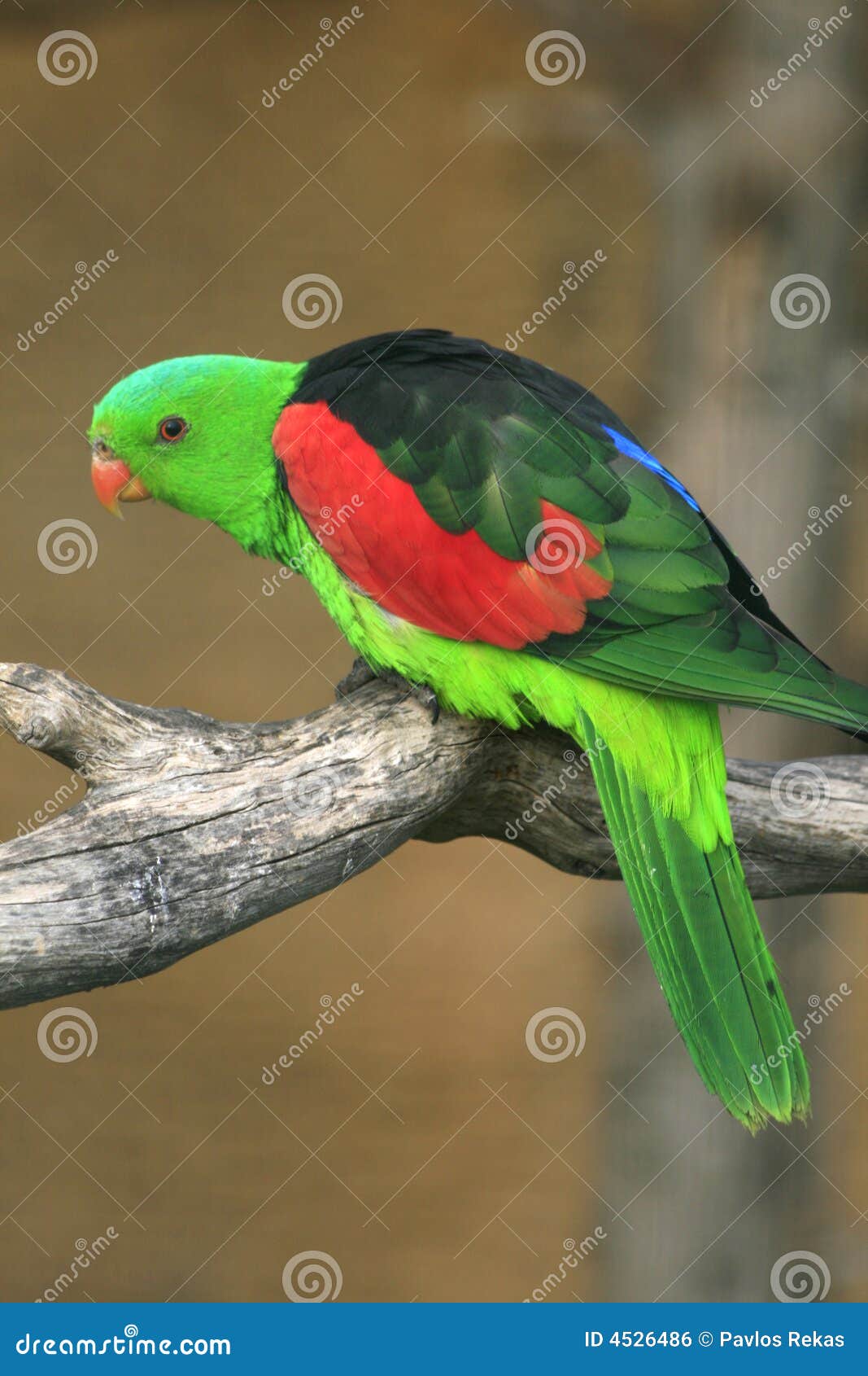 Green exotic parrot stock photo. Image of neon, bird, exotic - 4526486