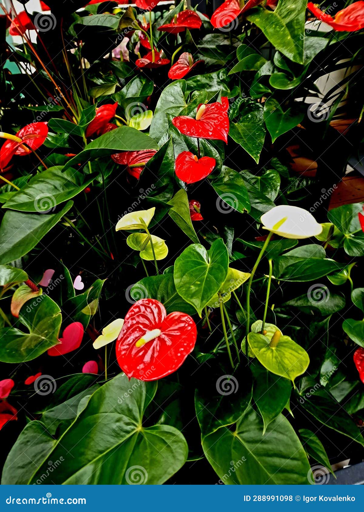 Green Exotic Plants Grow in the Garden Stock Photo - Image of green ...