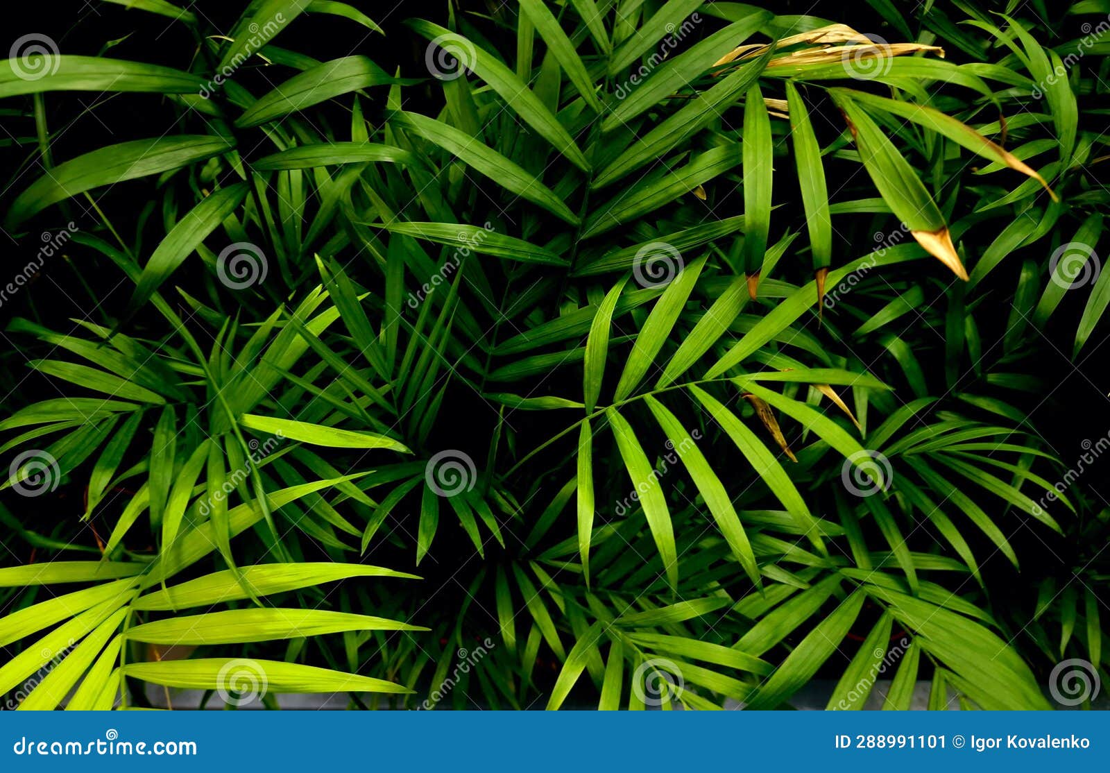 Green Exotic Plants Grow in the Garden Stock Image - Image of tree ...