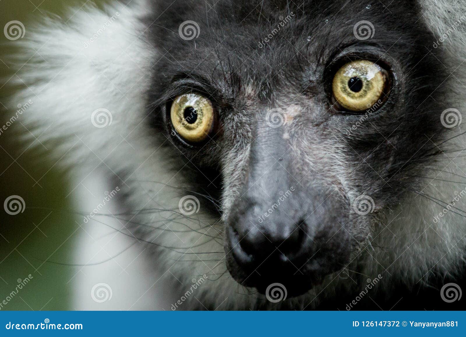 Green Eye Ape stock photo. Image of asia, close, animals - 126147372