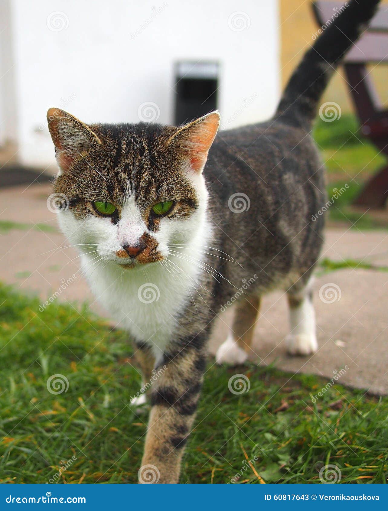 Green eye tabby cat stock image. Image of devil, march - 60817643