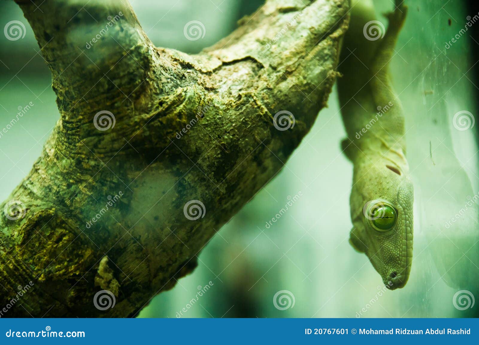 Green Eyed Gecko Hanging on Branch Stock Image - Image of object ...