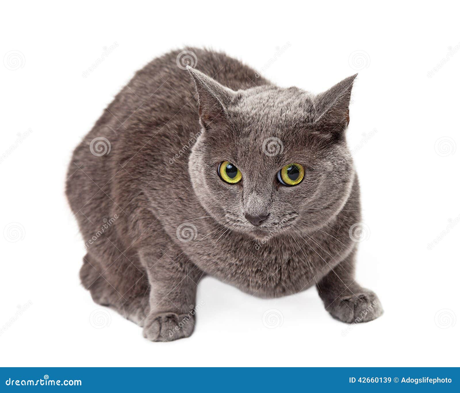 2,691 Cat Crouching Stock Photos - Free & Royalty-Free Stock Photos ...