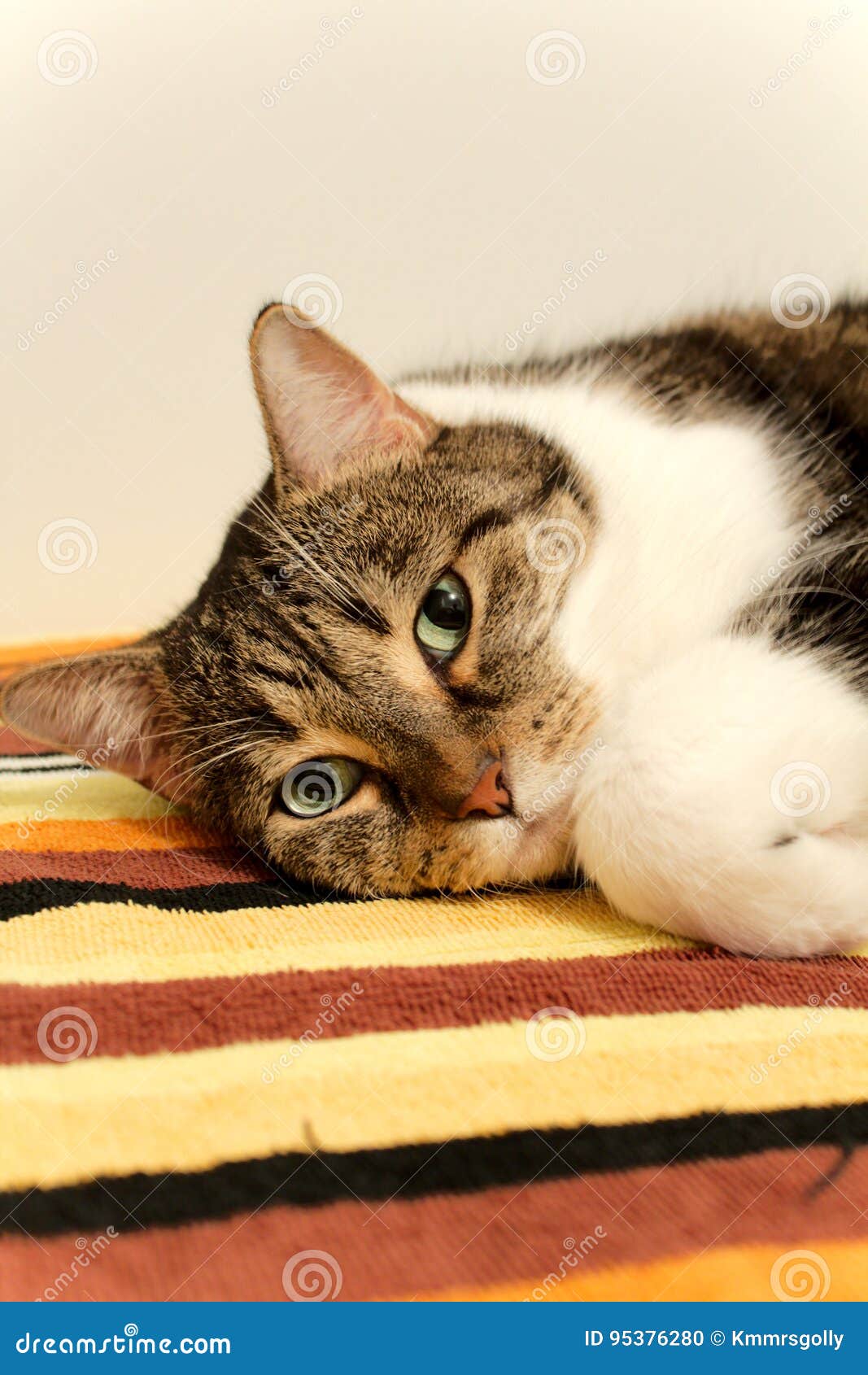 Green Eyed Tabby Cat stock photo. Image of colourful - 95376280