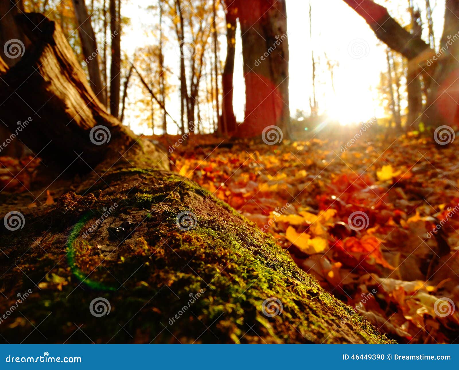 Green stock photo. Image of november, glare, green, fall - 46449390