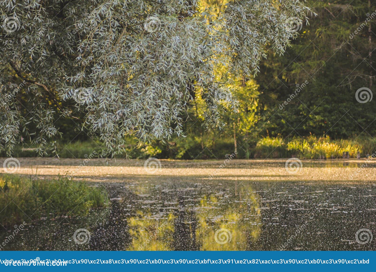 Green fall stock photo. Image of peter, gatchina, nature - 70423726