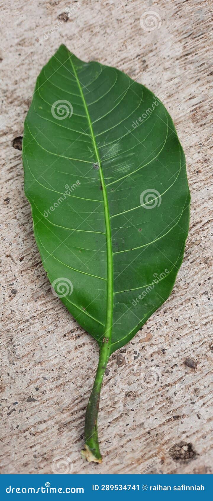 Green fallen leaves stock image. Image of leaf, fallen - 289534741