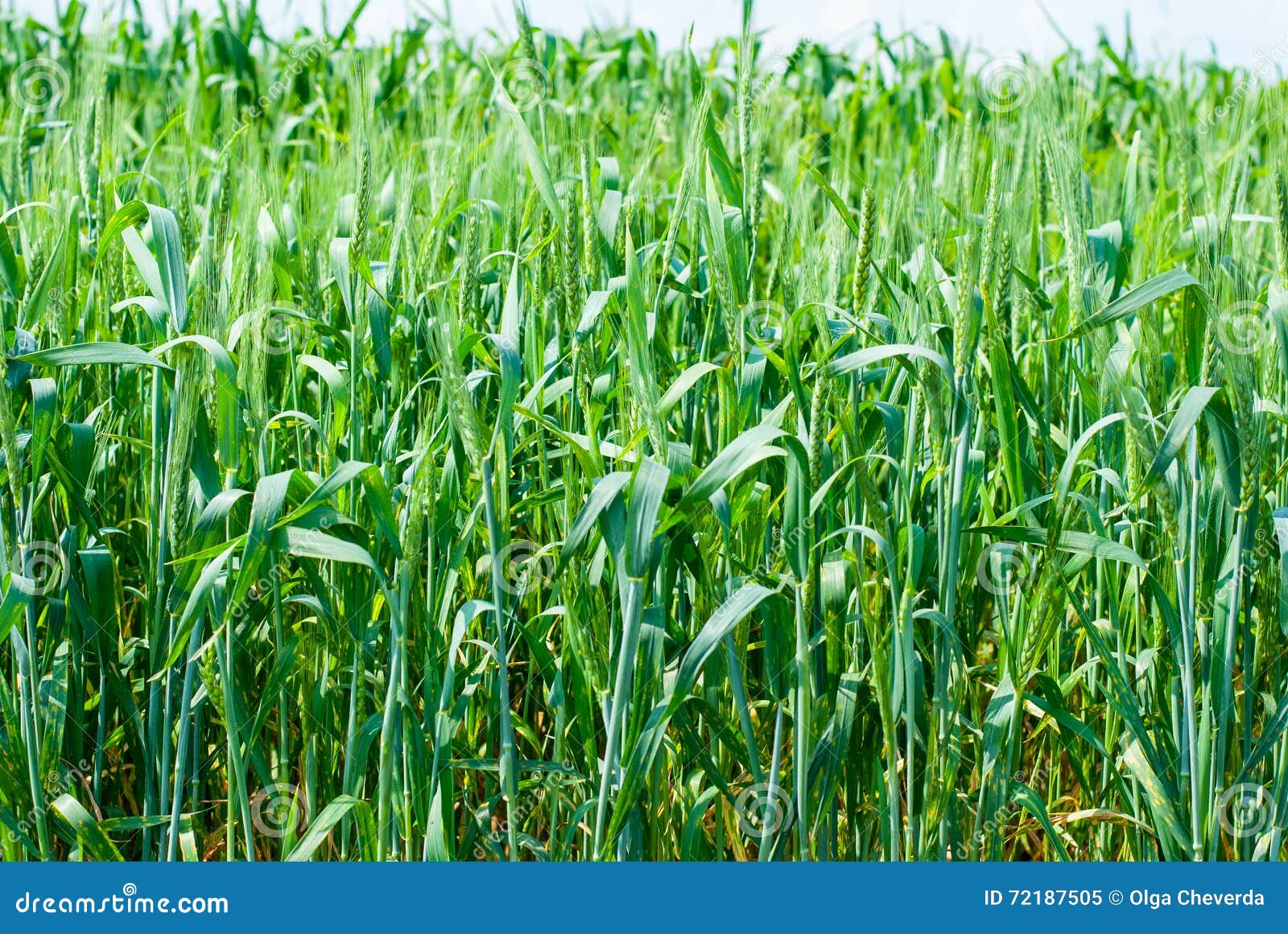 Green fallow field stock image. Image of grass, cloud - 72187505