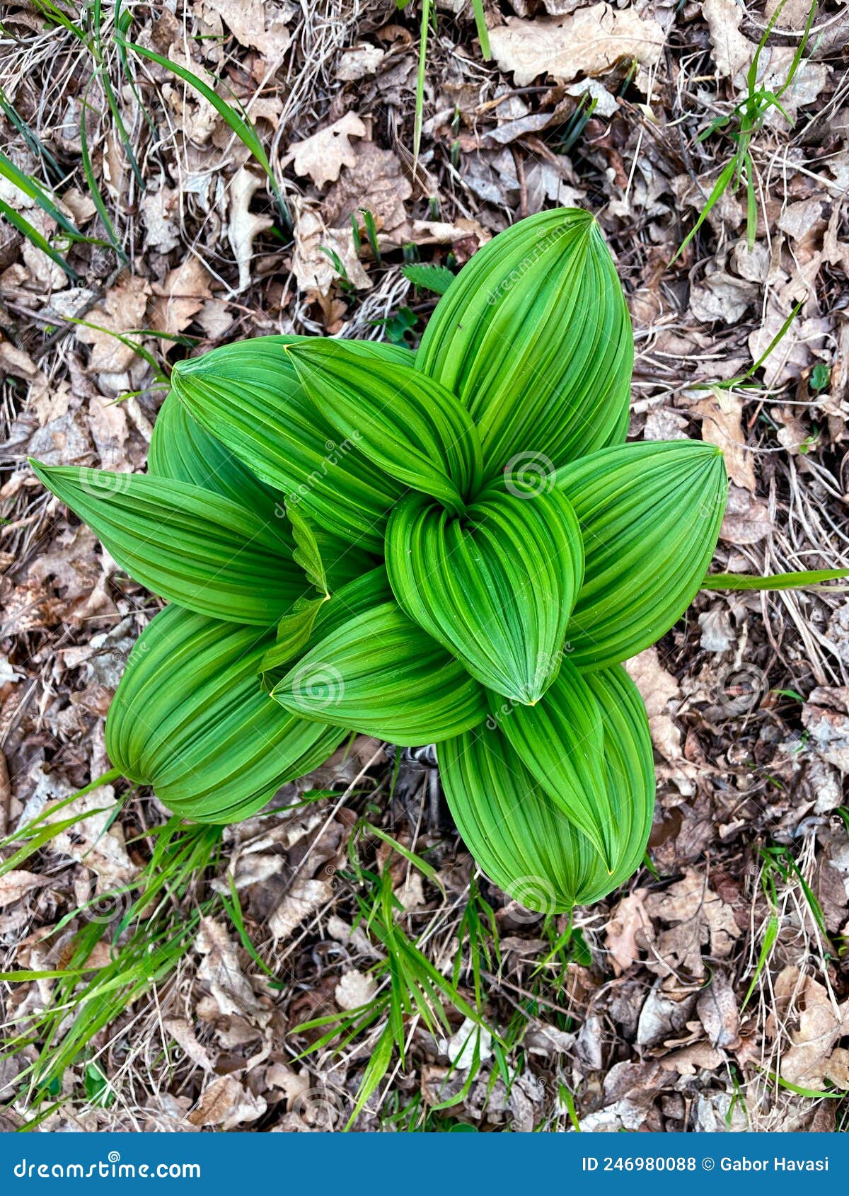 Green false hellebore, stock photo. Image of pollen - 246980088