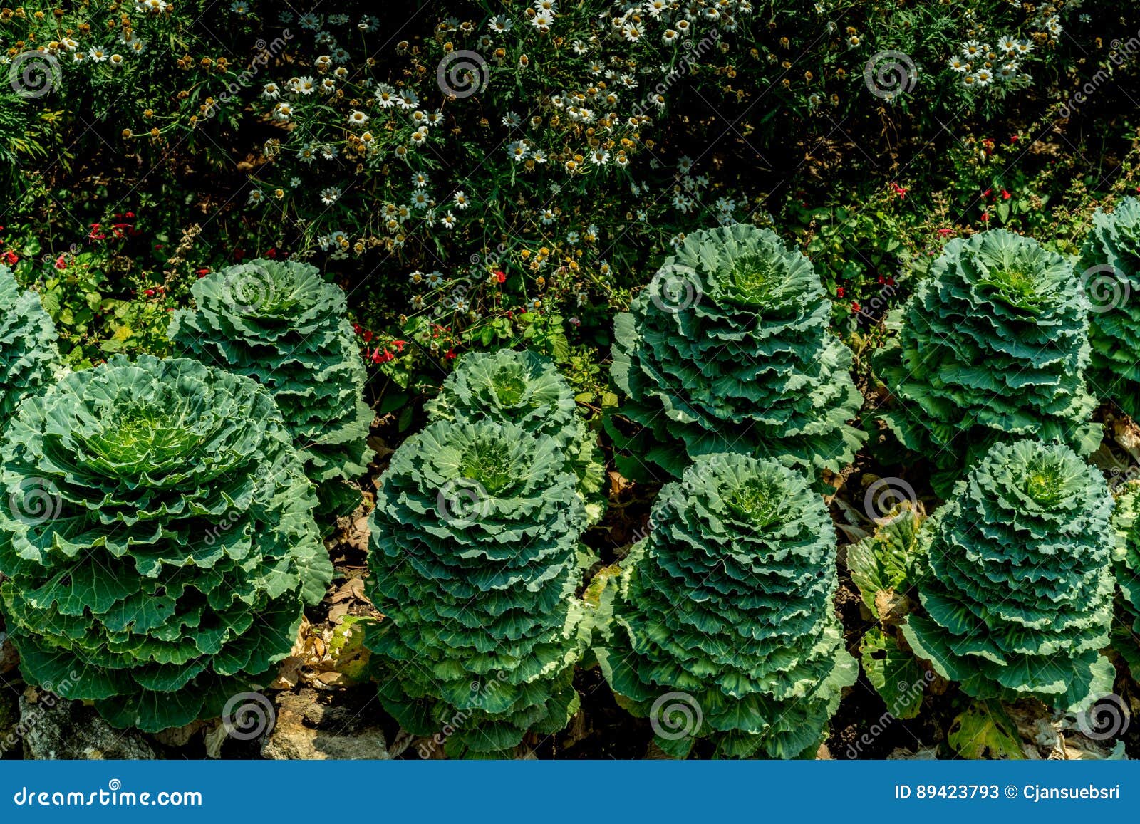 Green fancy cabbage stock image. Image of closeup, health - 89423793