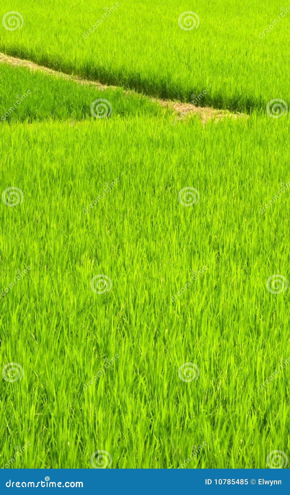 Green farm stock image. Image of green, beauty, bright - 10785485