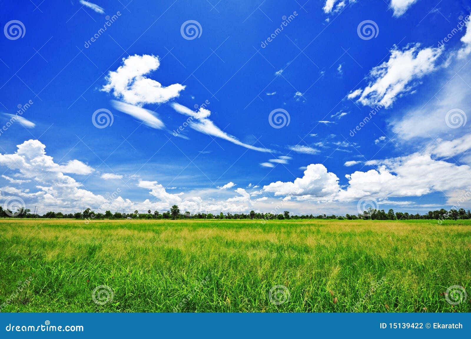 Green farm and blue sky stock photo. Image of serene - 15139422