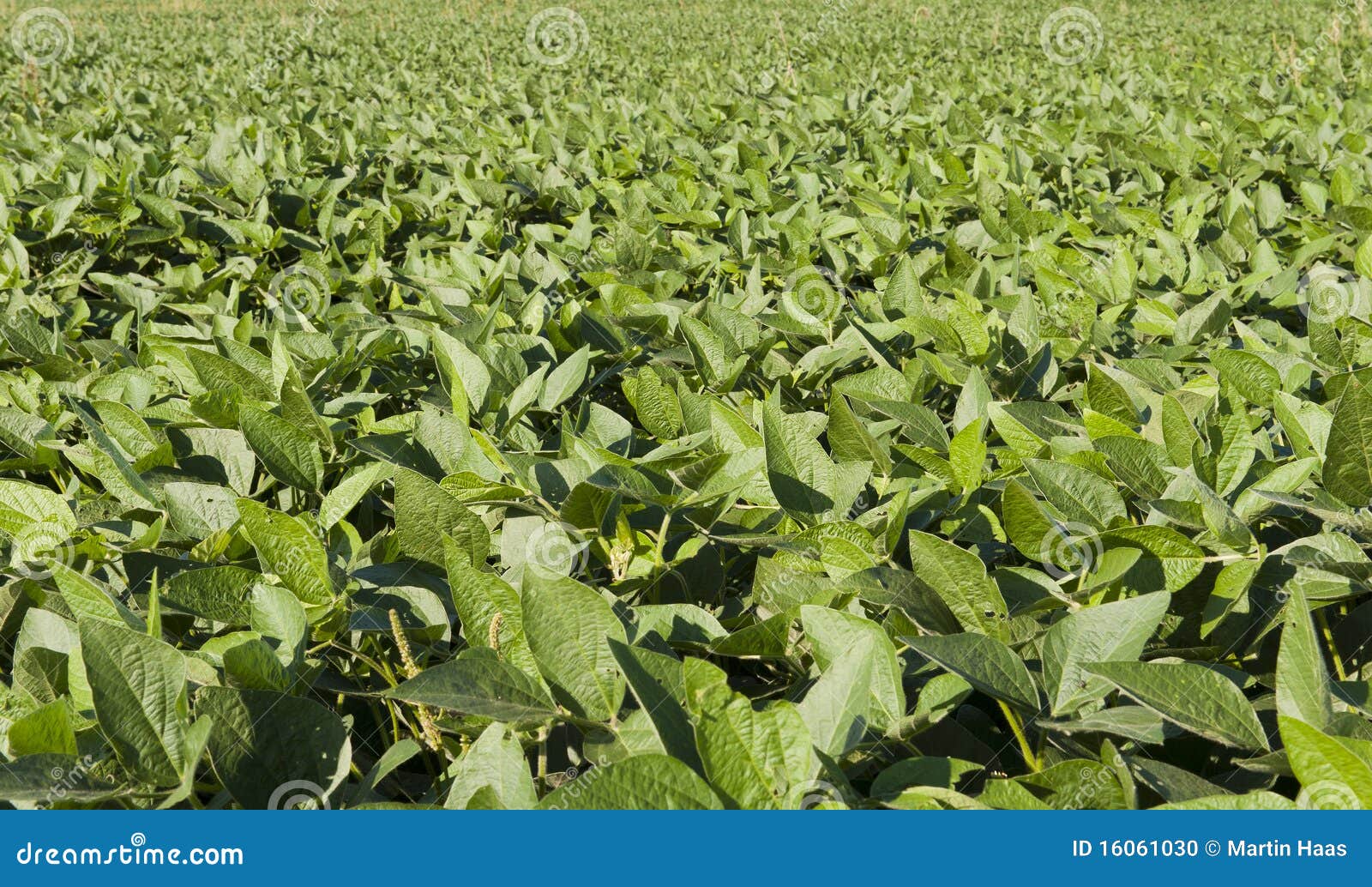 Green farm field stock photo. Image of field, grow, farming - 16061030