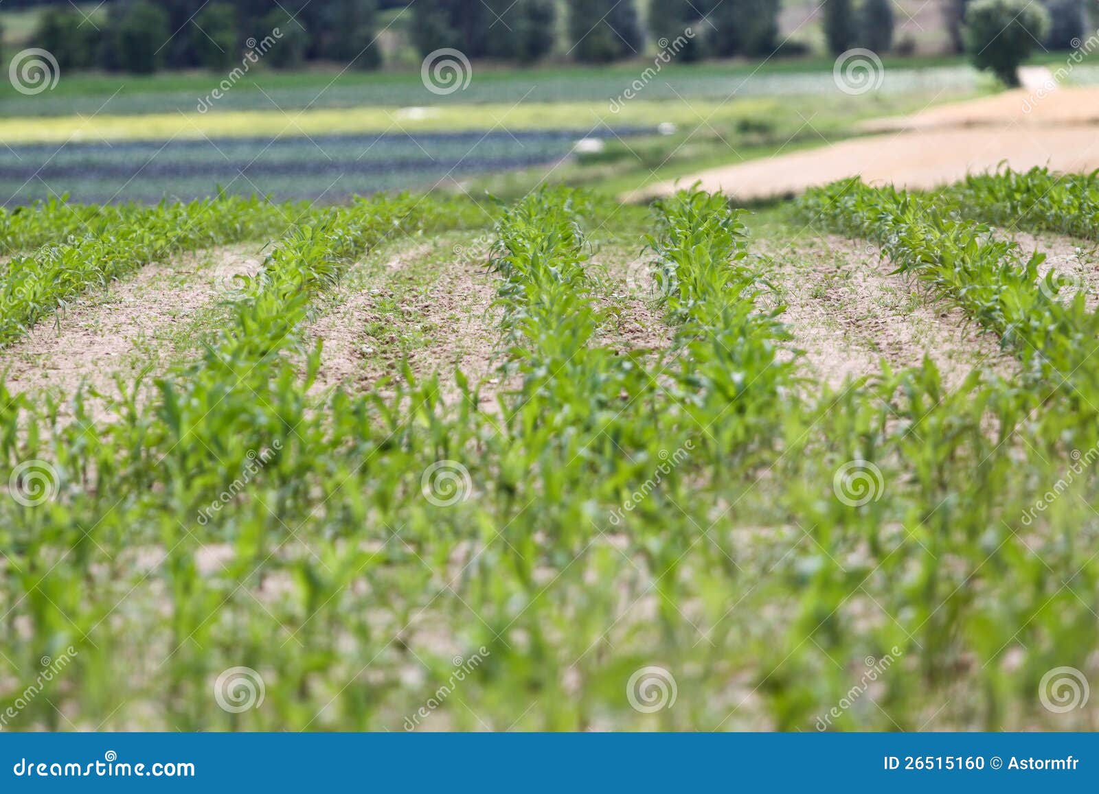 Green farm field stock photo. Image of align, grow, grass - 26515160