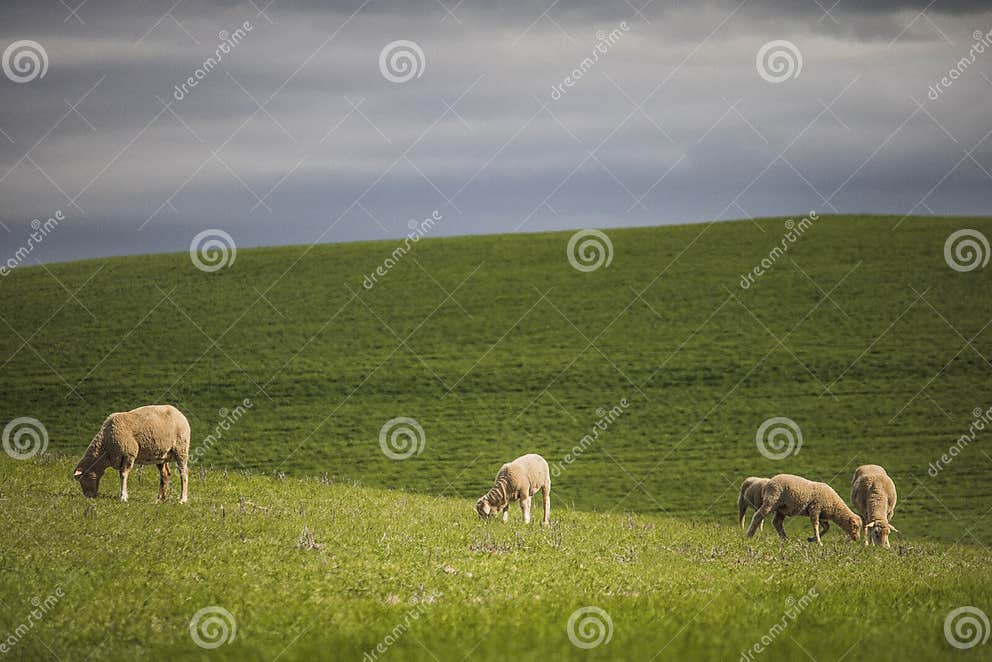 Green Farm Fields with Sheep Grazing. Stock Photo - Image of landscapes ...