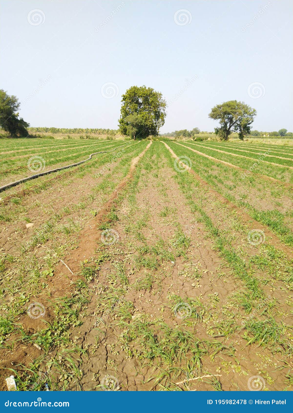 A green farm with grass stock photo. Image of plain - 195982478