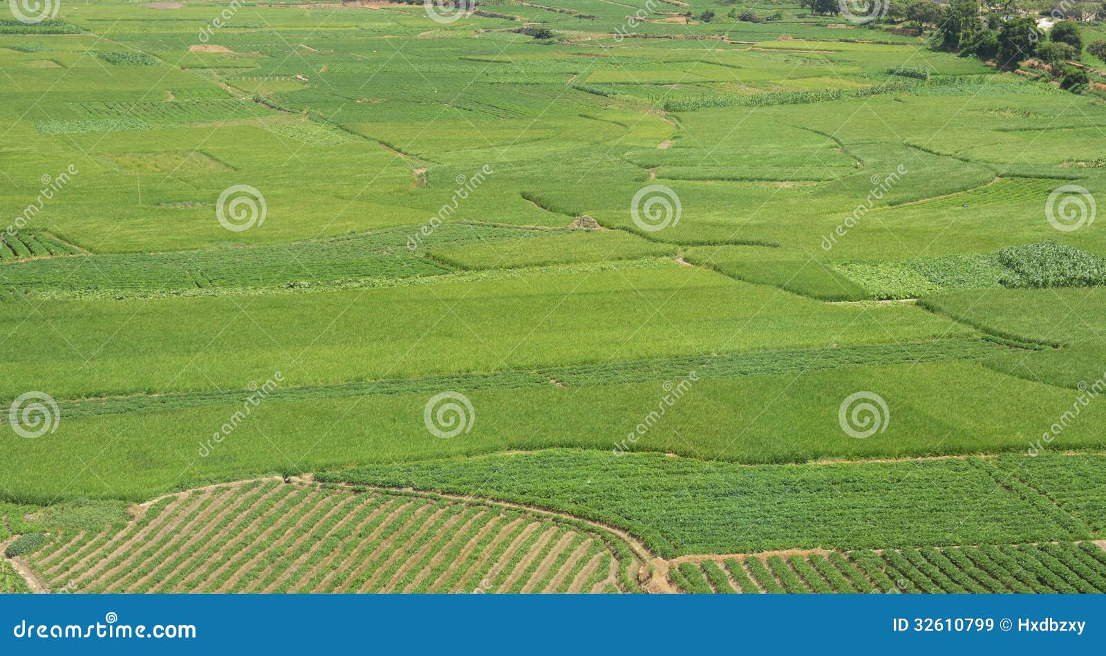 Green farm land stock image. Image of asian, food, land - 32610799