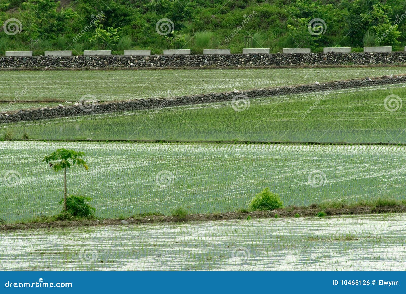 Green farm with one tree stock photo. Image of beauty - 10468126