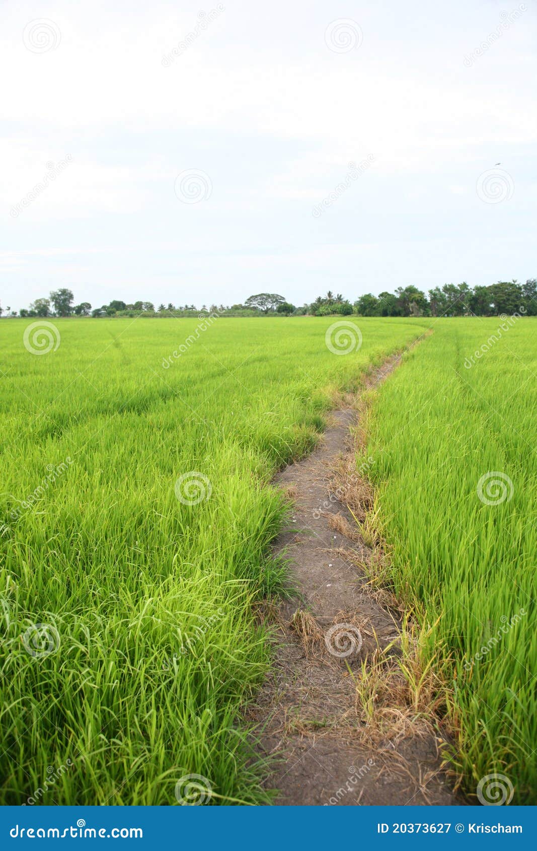 Green farm rice stock image. Image of background, crop - 20373627