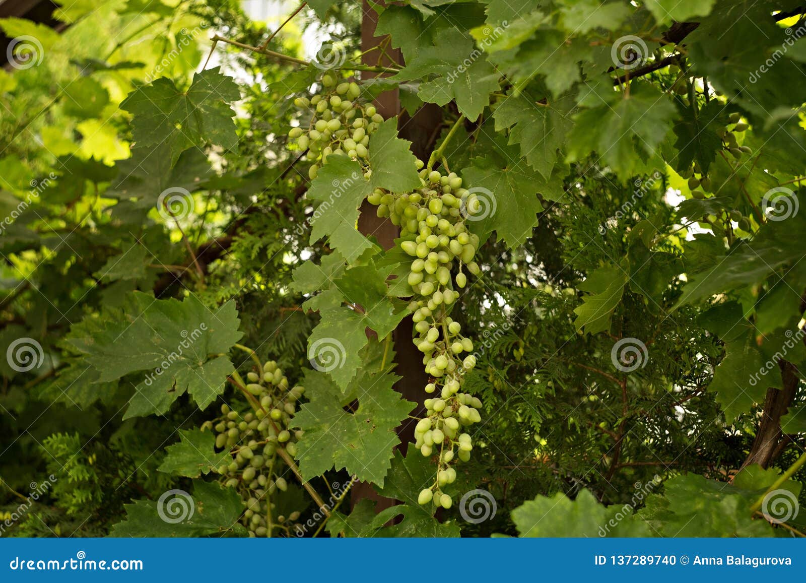 Green Farm Rustic Grapes Growing on a Vine Stock Photo - Image of ...