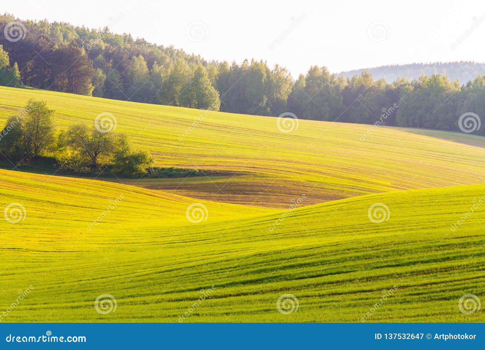Green Farmland in Spring. Herbicide Concept Stock Image - Image of ...