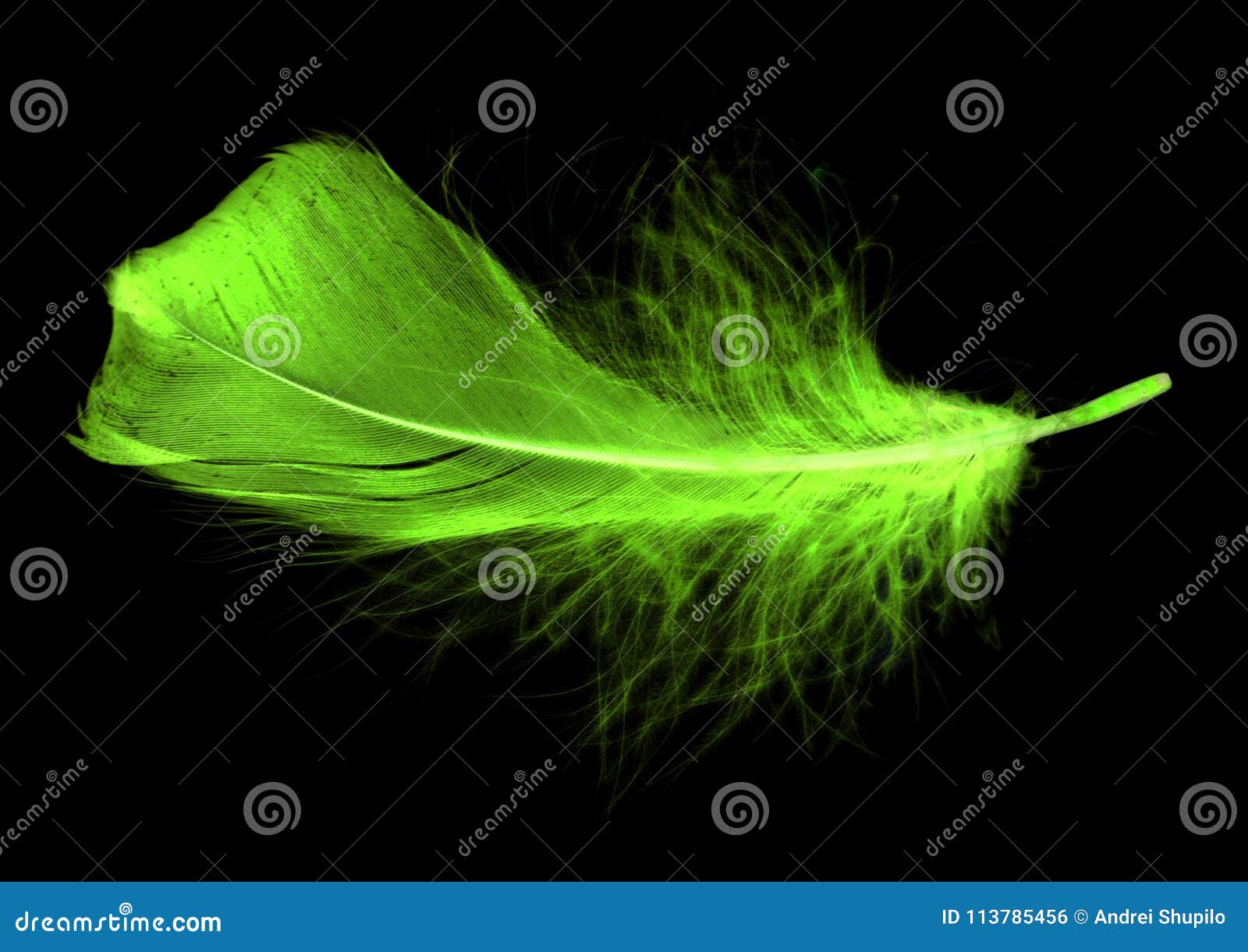 A Green Feather on a Black Background Stock Photo - Image of curve ...