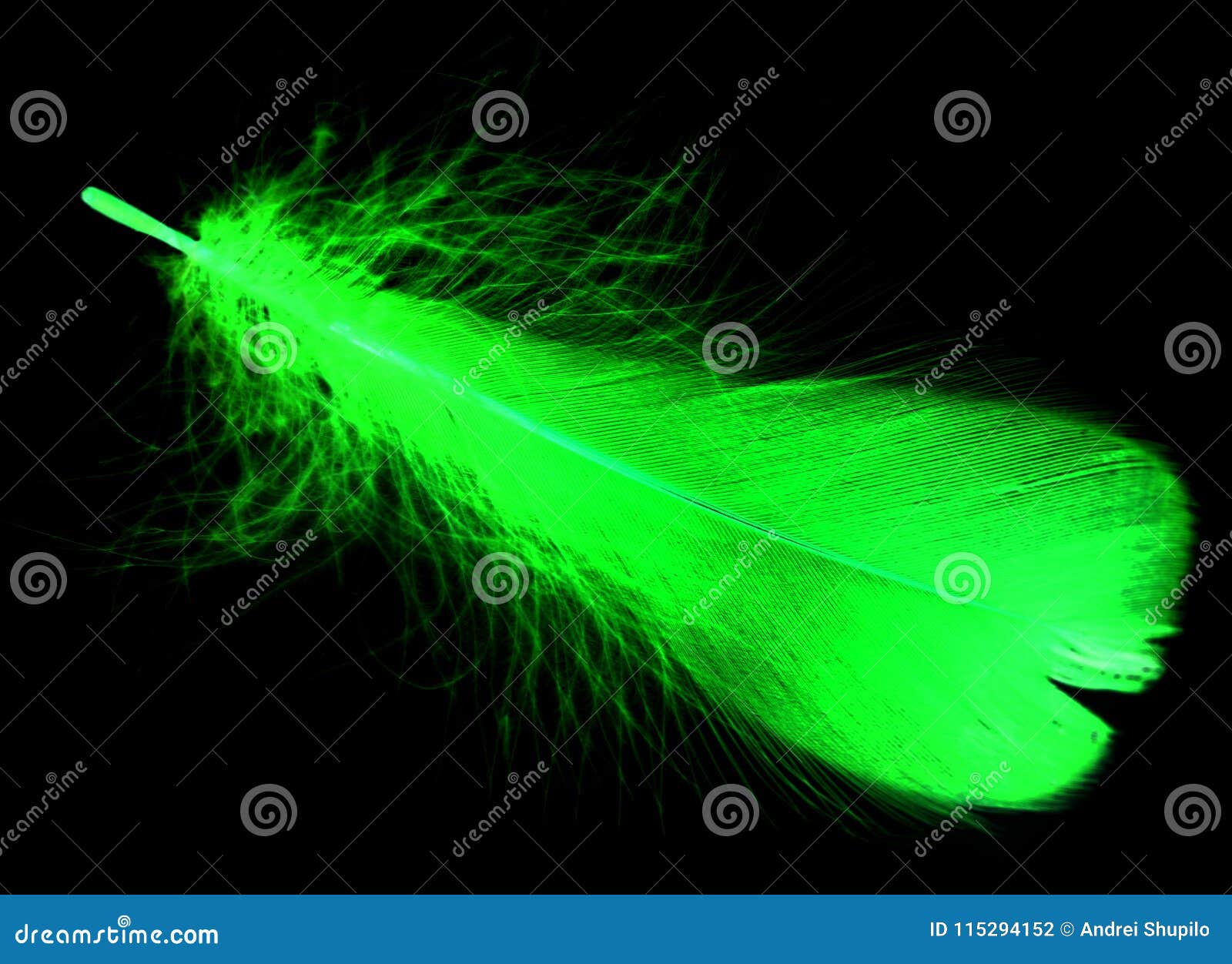 A Green Feather on a Black Background Stock Photo - Image of light ...