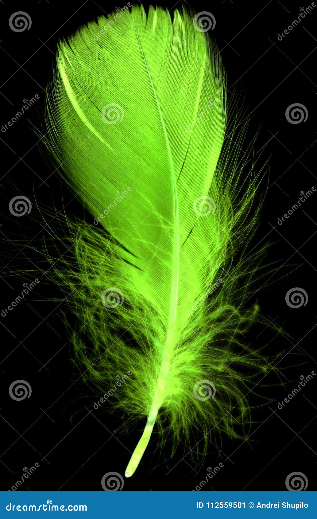 A Green Feather on a Black Background Stock Image - Image of natural ...
