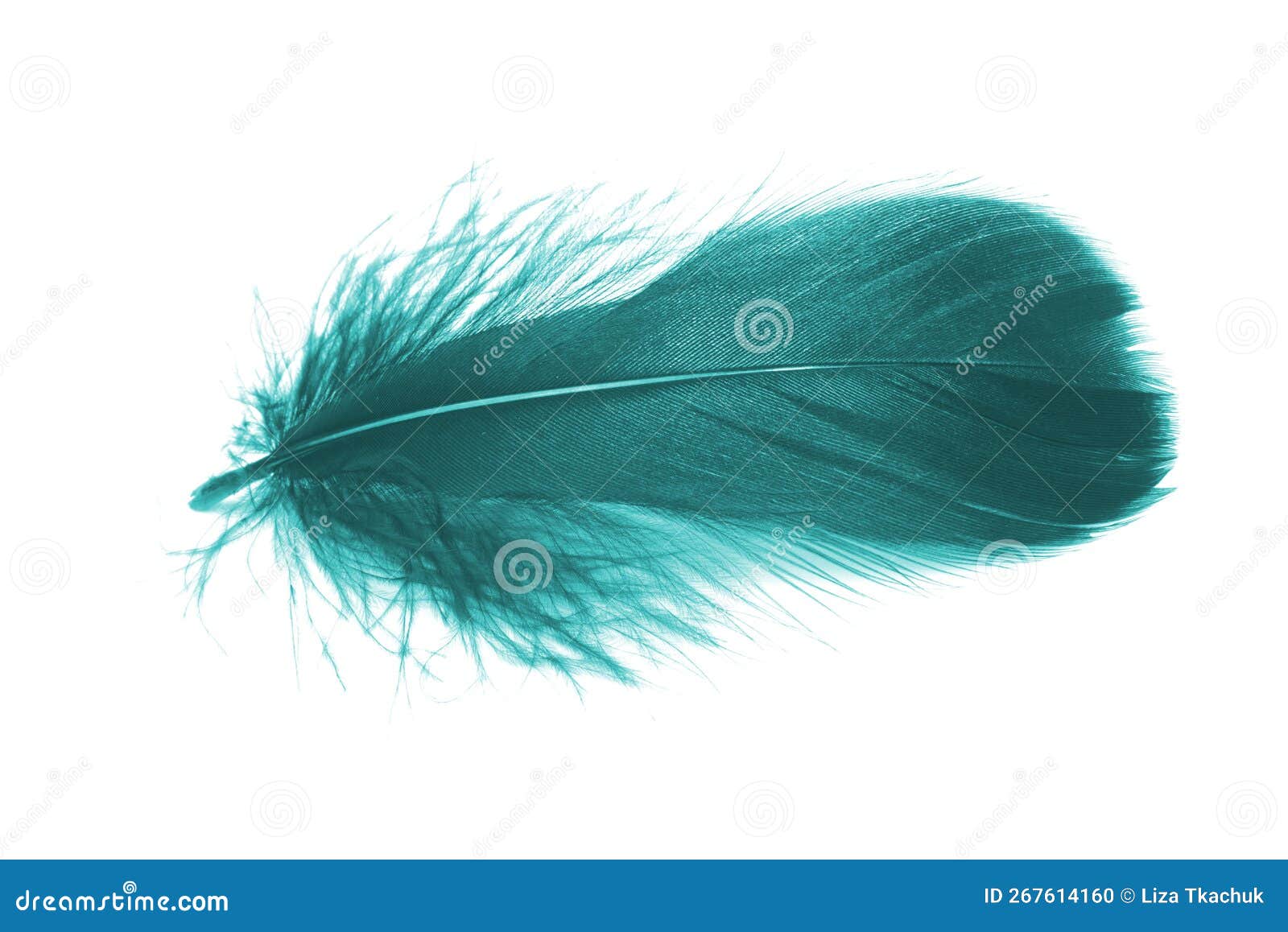 Green Feather Elegant Natural Isolated on the White Background Stock ...