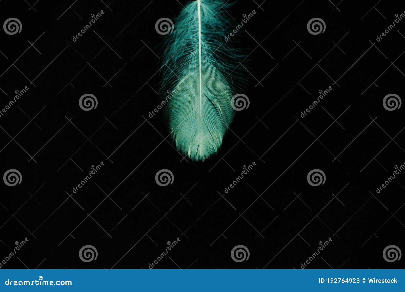 Green Feather Isolated on a Black Background - Perfect for Wallpaper ...