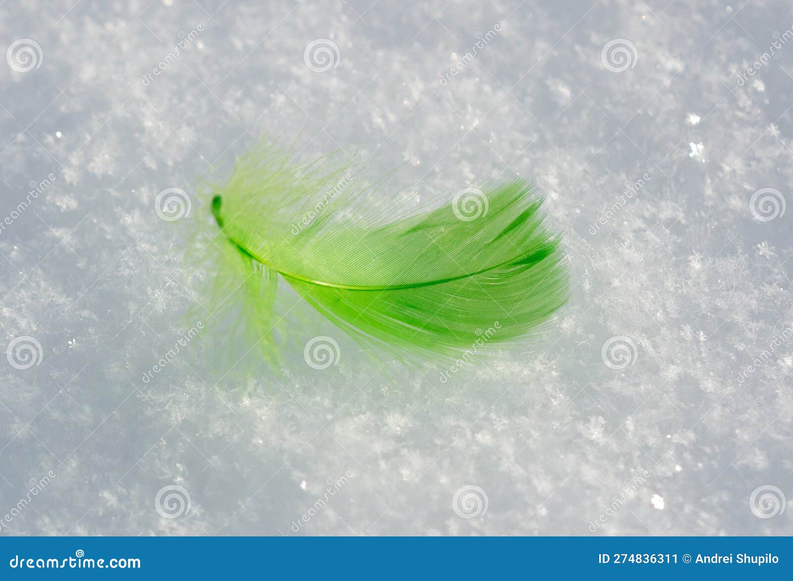 Green Feather on White Snow in Winter. Close-up Stock Image - Image of ...