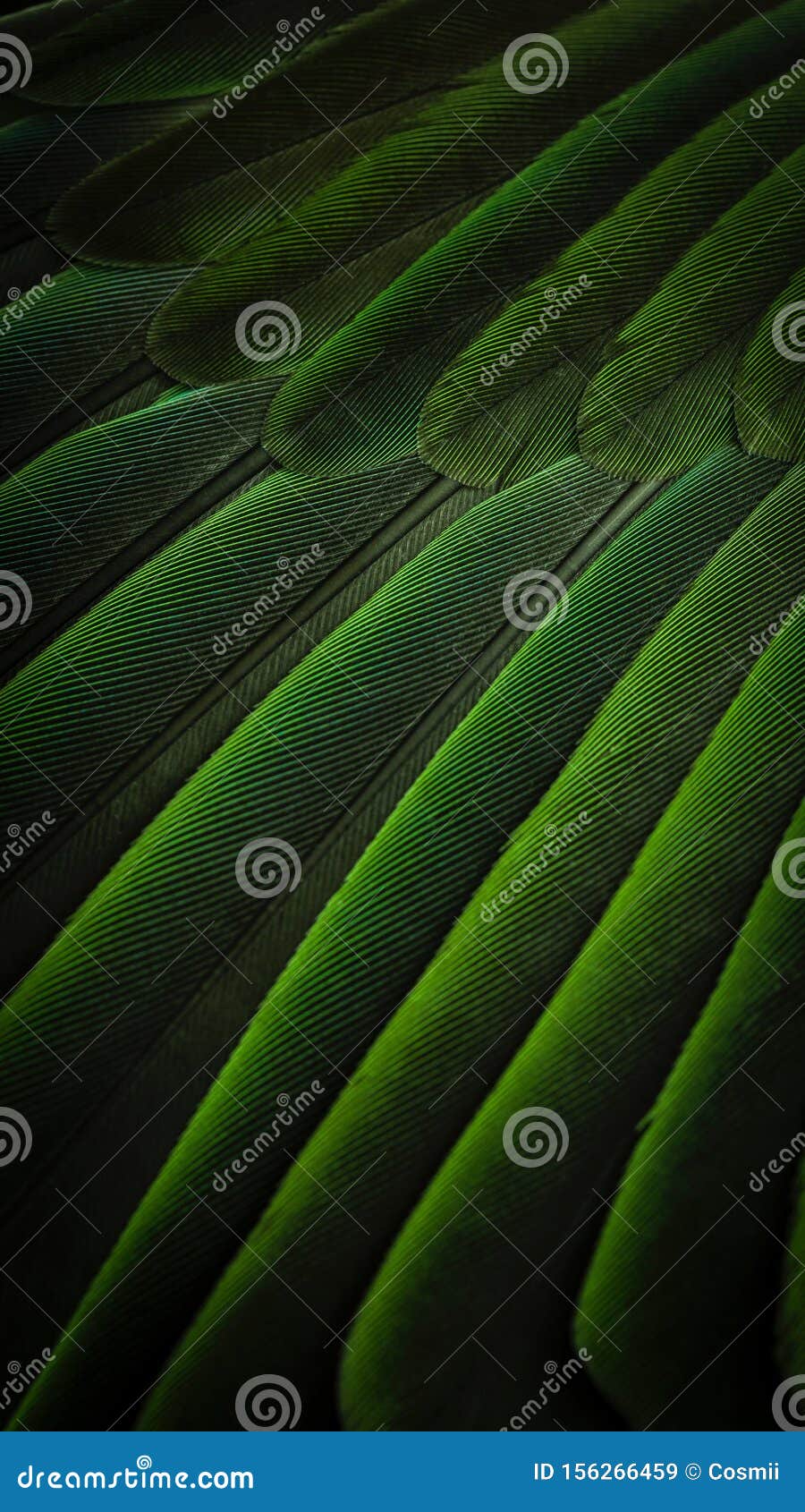 Green feathers stock image. Image of green, vivid, nature - 156266459