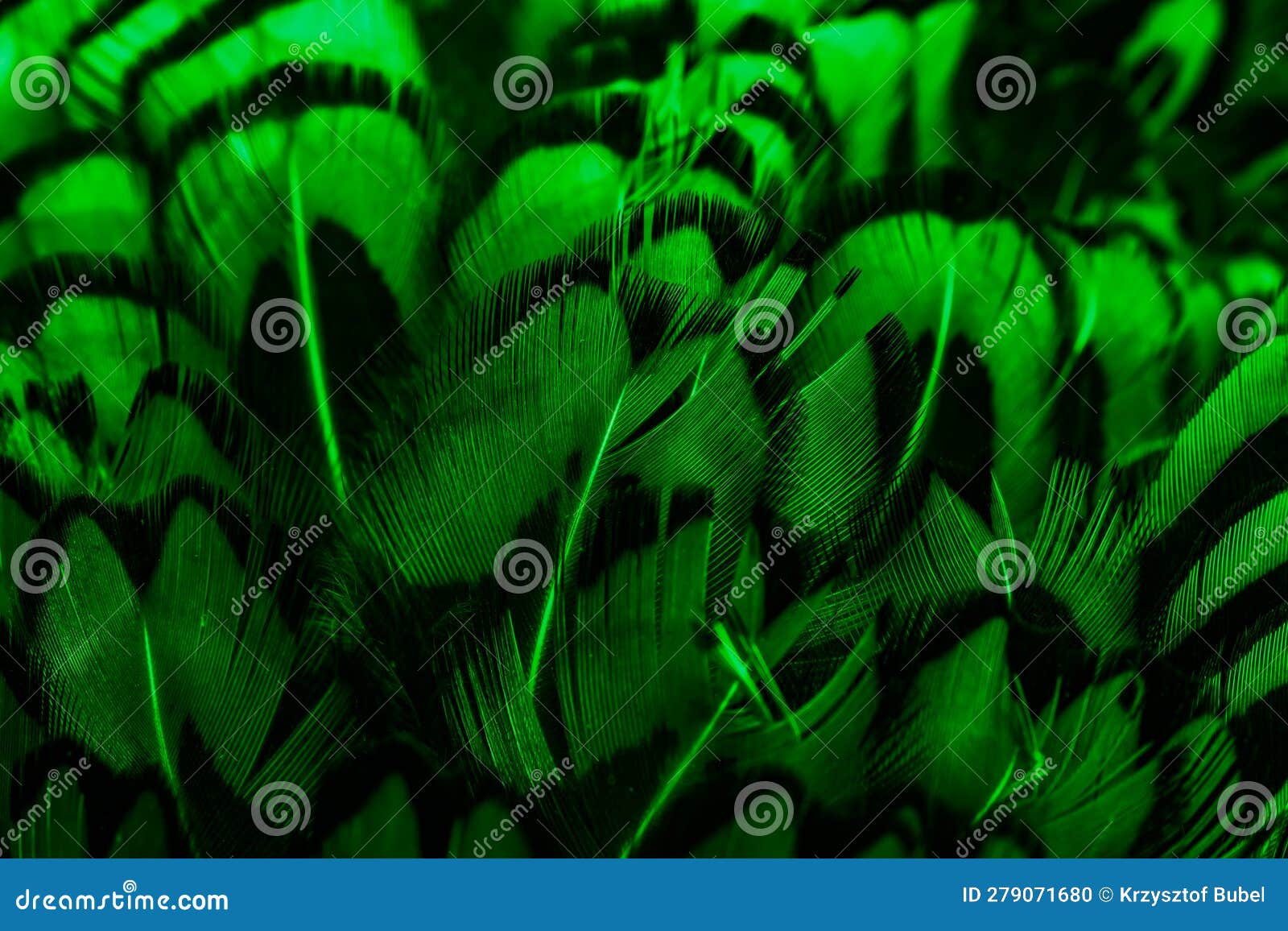 Green Feathers with an Interesting Pattern . Background Stock Photo ...