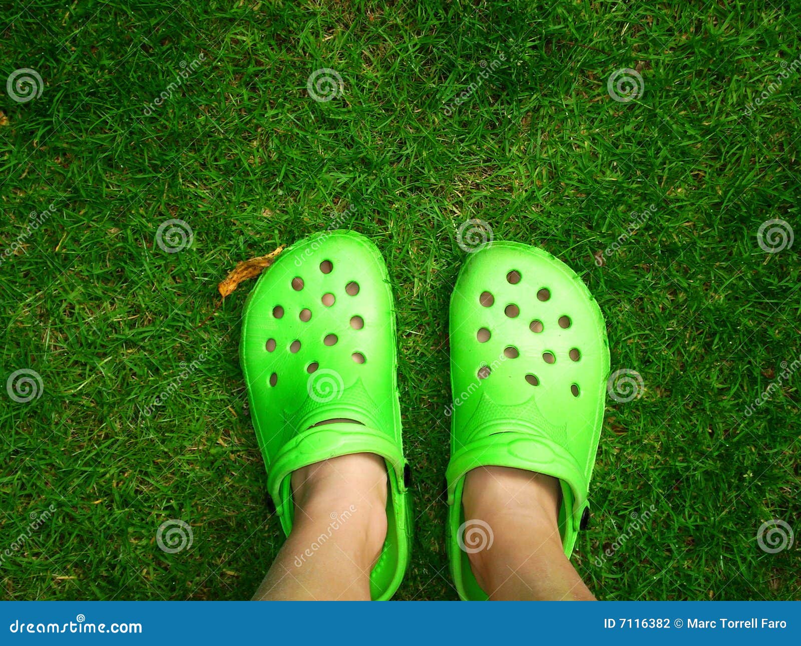 Green feet stock photo. Image of mutton, black, landscape - 7116382