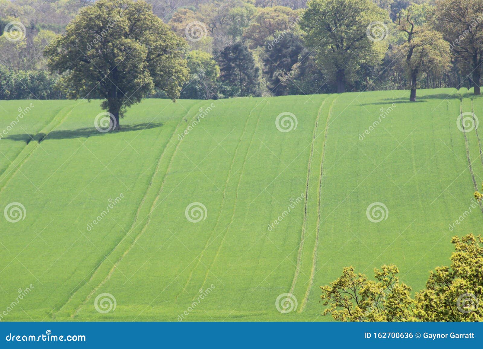 Landscape of a Feild and Trees Stock Photo - Image of meadow, green ...